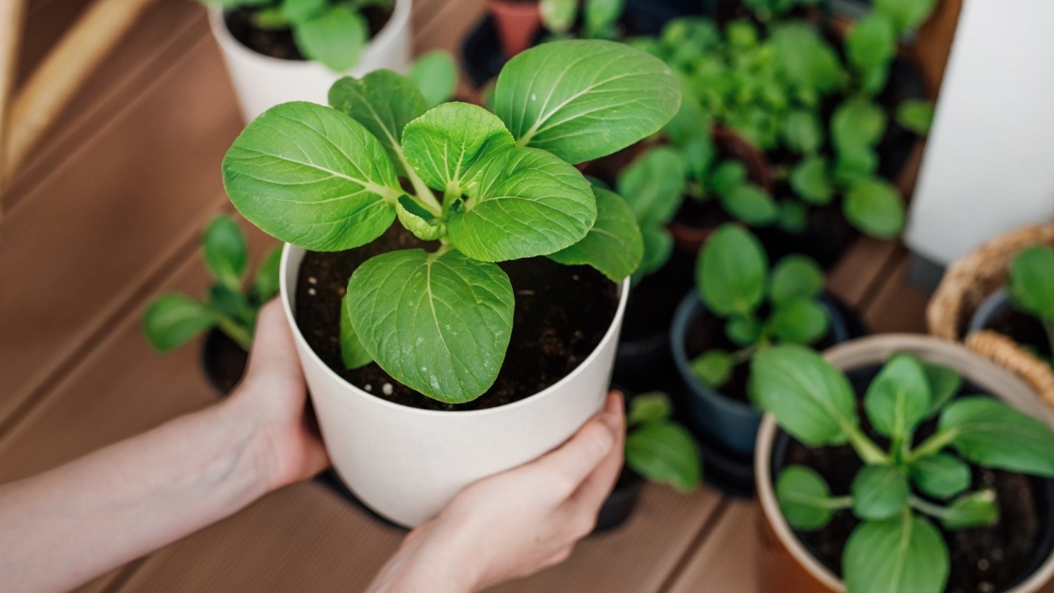 How and Why to Up-Pot Your Seedlings