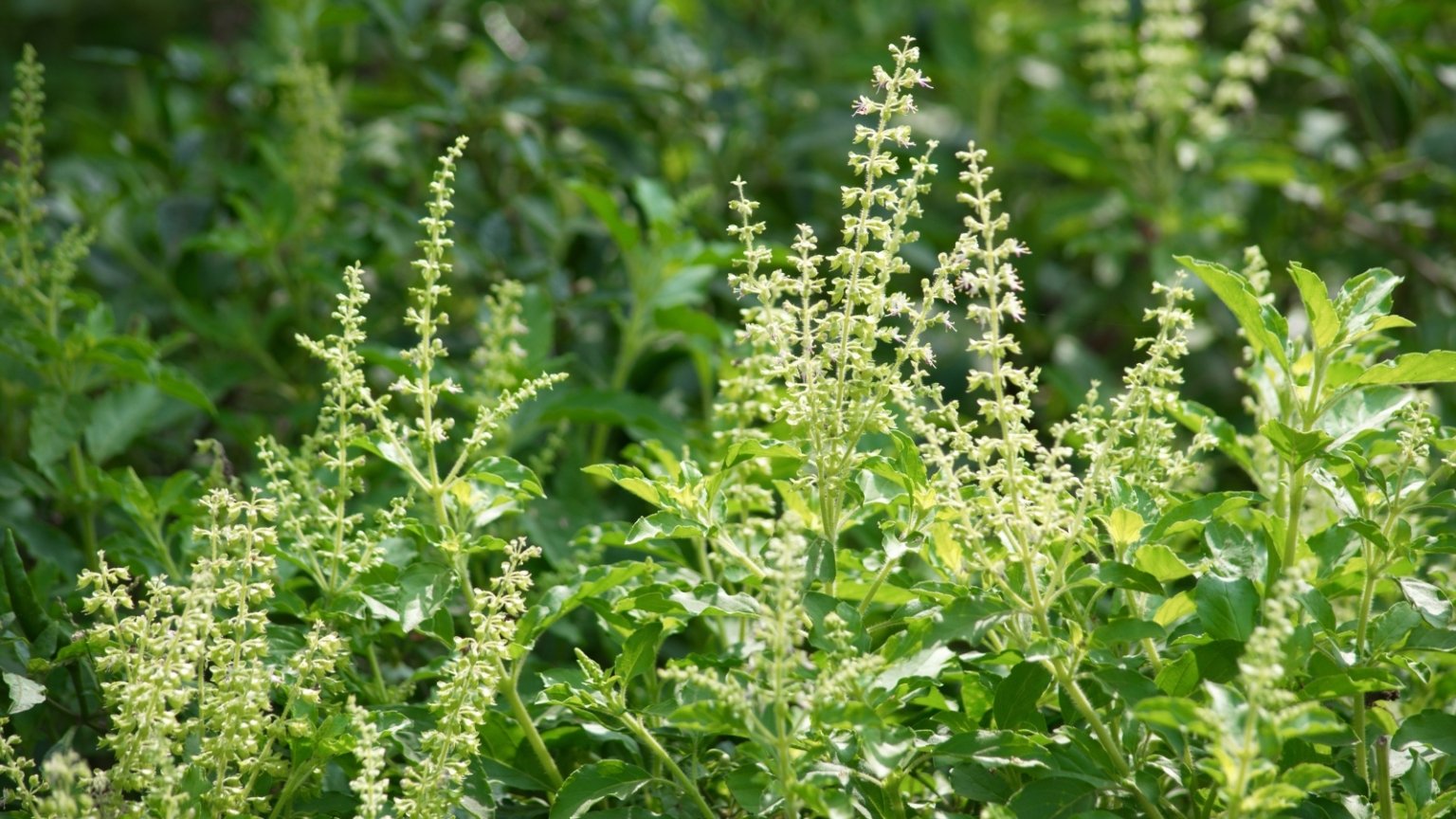 15 Houseplants That Symbolize Good Luck