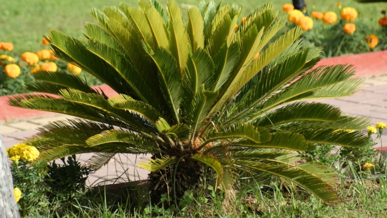 How to Grow and Care For Sago Palm Trees
