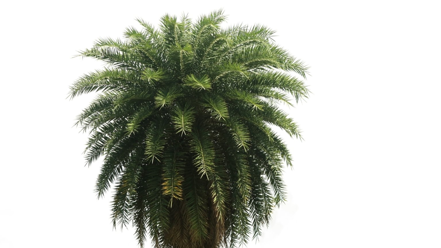 11 Hardy Palm Trees For Your Garden