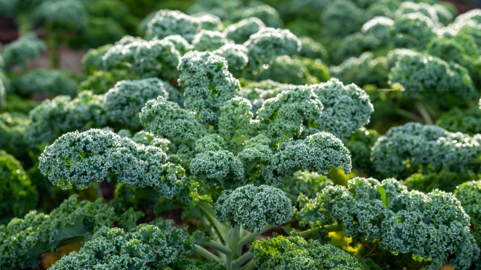 20 Best Crops For A Survival Garden