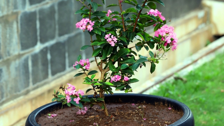 17 Best Trees You Can Grow in Containers
