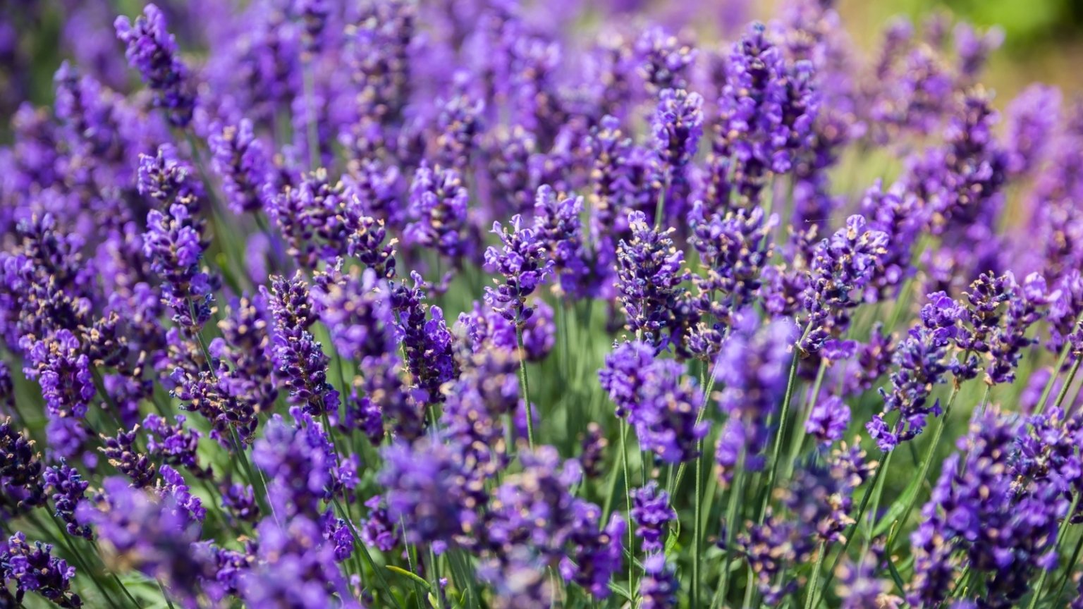 No-Fail Winter Sowing: 15 Easy Seeds to Try