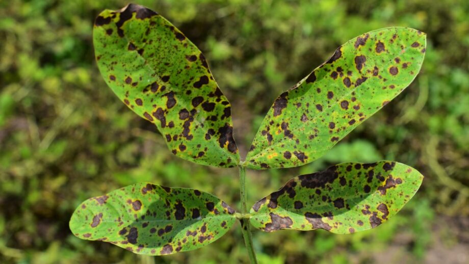 How to Plant, Grow, and Care for Japanese Honeysuckle