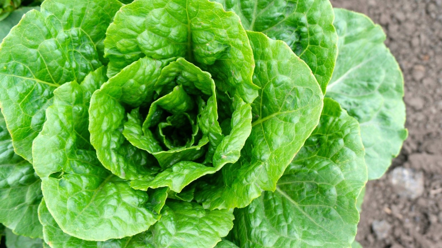 13 Vegetables You Can Winter Sow