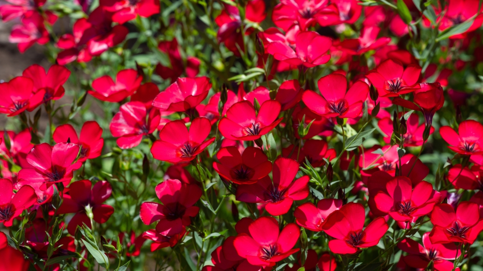 17 Best Beginner Flowers to Grow From Seed