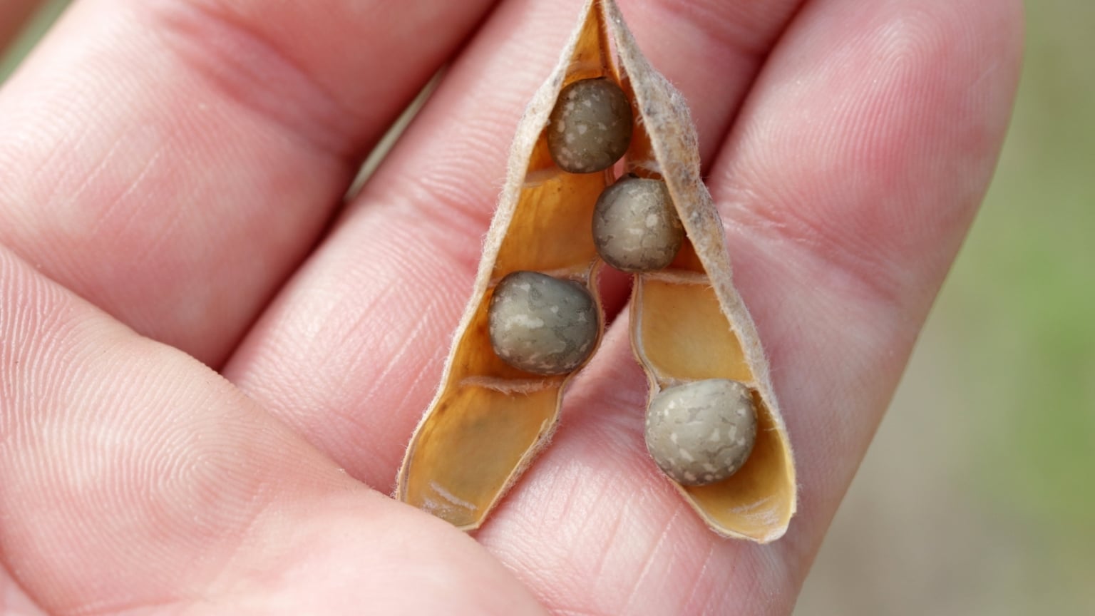 5 Seed Germination Methods To Try This Season - Epic Gardening