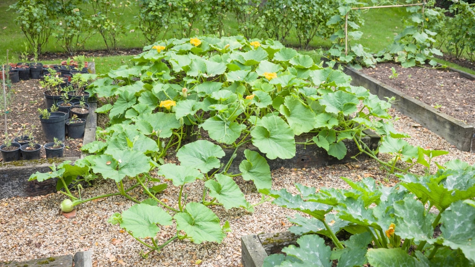 Planning Your Spring Vegetable Garden: 9 Pro Tips