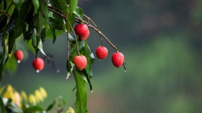 How to Plant, Grow, and Care for Lychee Trees