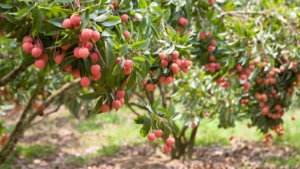 How to Plant, Grow, and Care for Lychee Trees