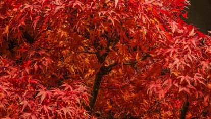 13 Trees You Should Buy Bare-Root - Epic Gardening