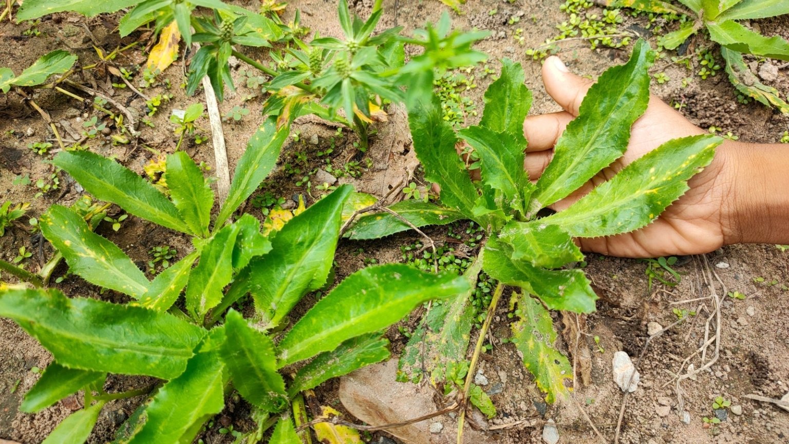 How to Plant, Grow, and Care for Culantro