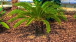 How to Grow and Care For Sago Palm Trees