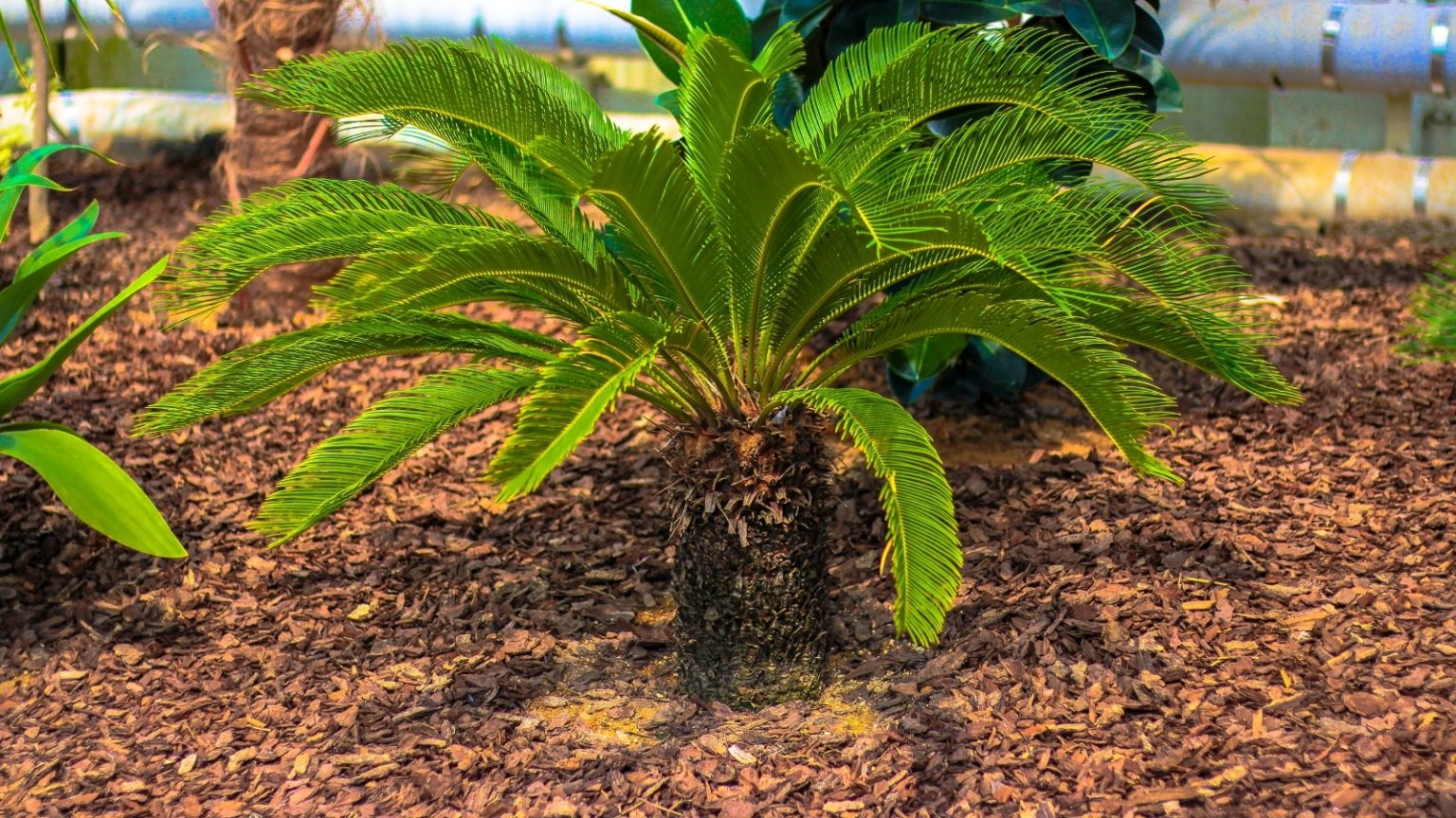 How to Grow and Care For Sago Palm Trees
