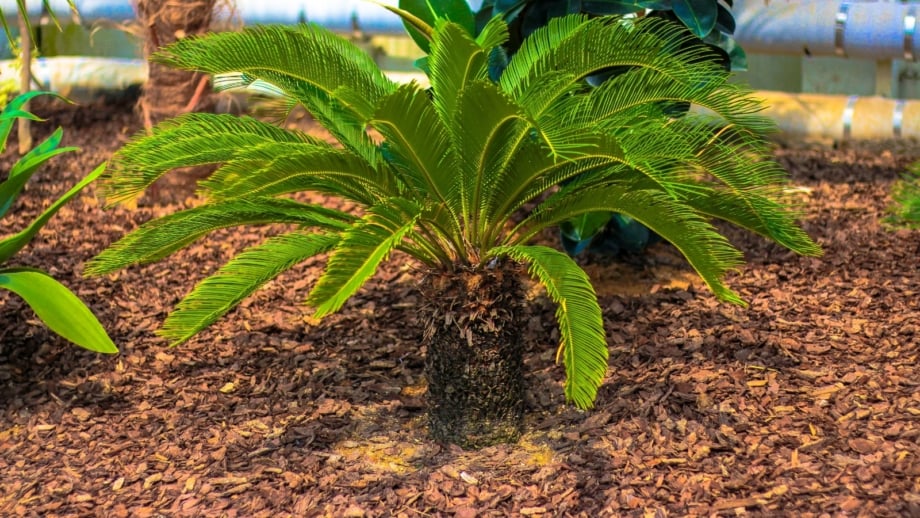 How to Grow and Care For Sago Palm Trees
