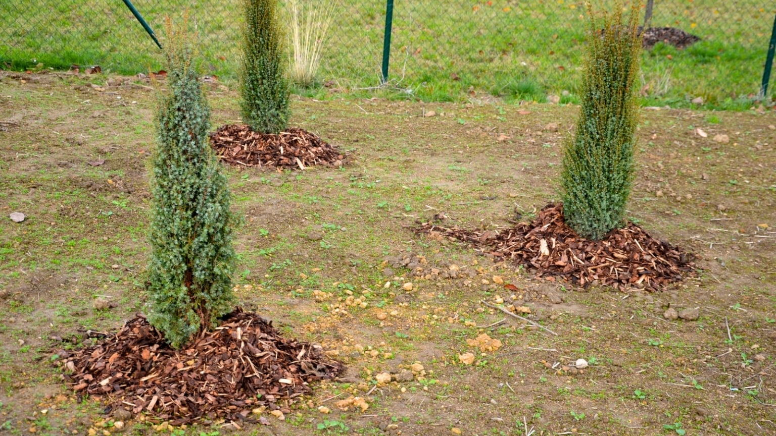Damage from Heavy Snowfall: 7 Tree-Saving Strategies