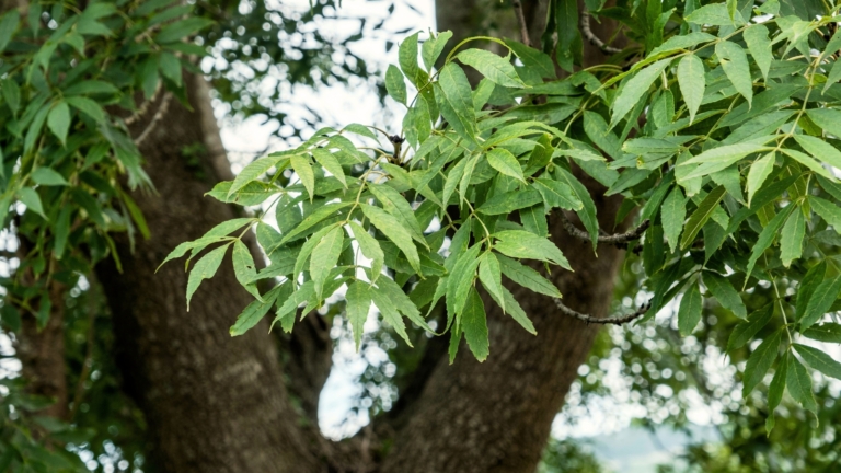 17 Trees and Shrubs You Should Prune in January