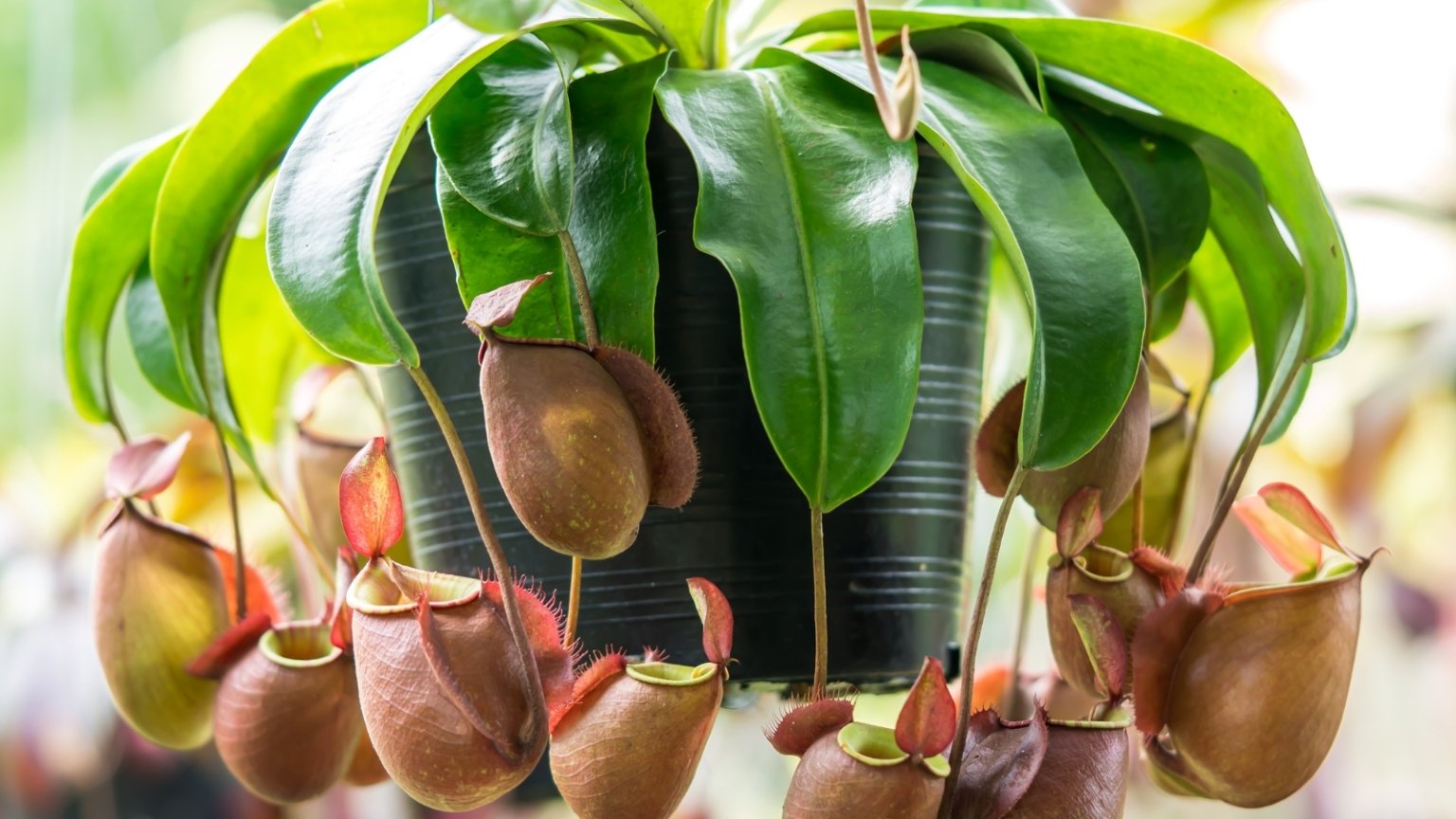 15 Houseplants That Love High Humidity