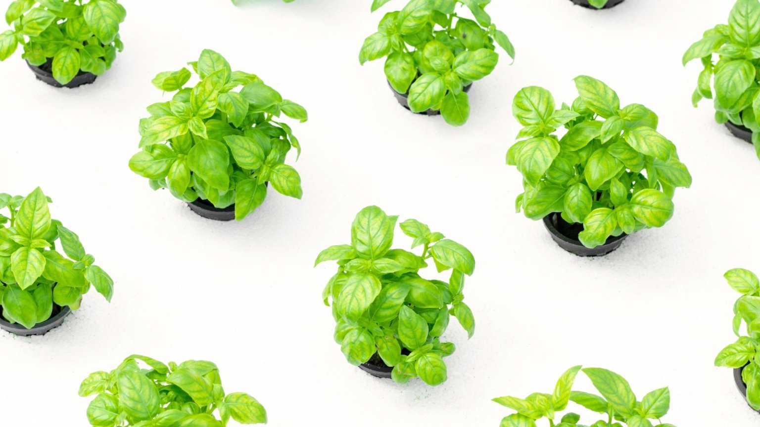 25 Vegetables to Grow in Your Hydroponic Garden