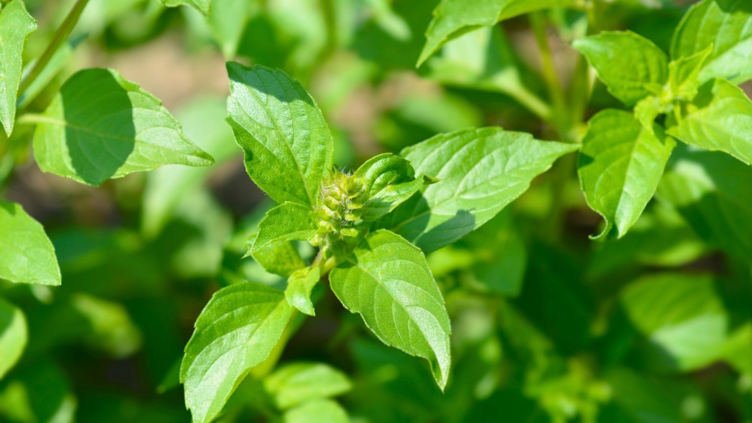 How to Plant, Grow, and Care for Basil