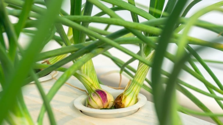 25 Vegetables to Grow in Your Hydroponic Garden