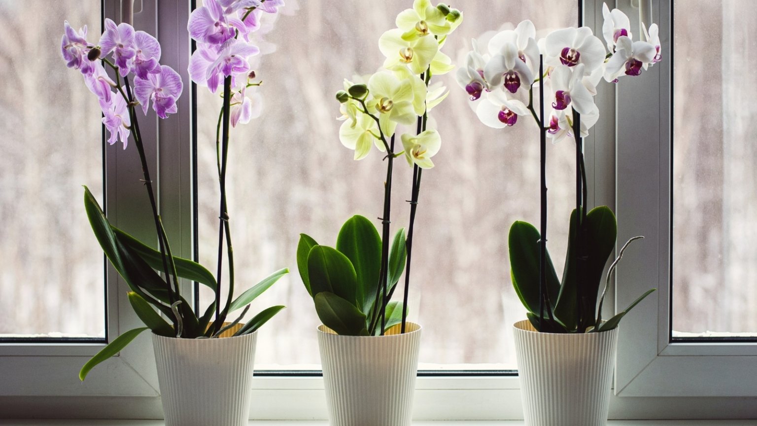 15 Houseplants That Love High Humidity