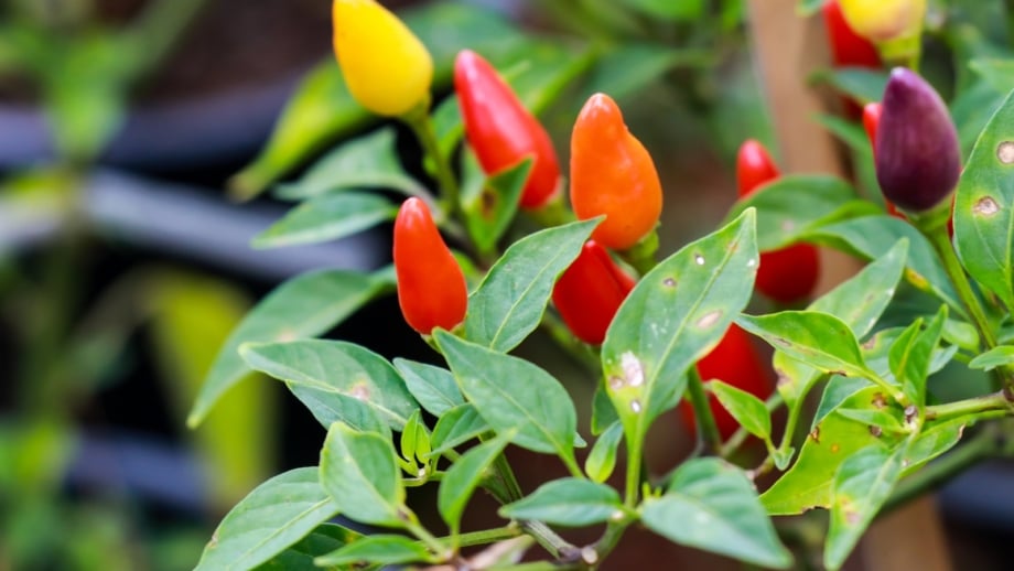 21 Houseplants That Like Low Humidity