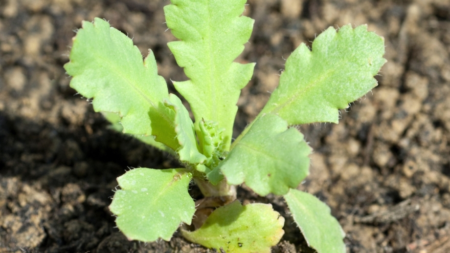 How To Winter Sow Poppies in 5 Steps