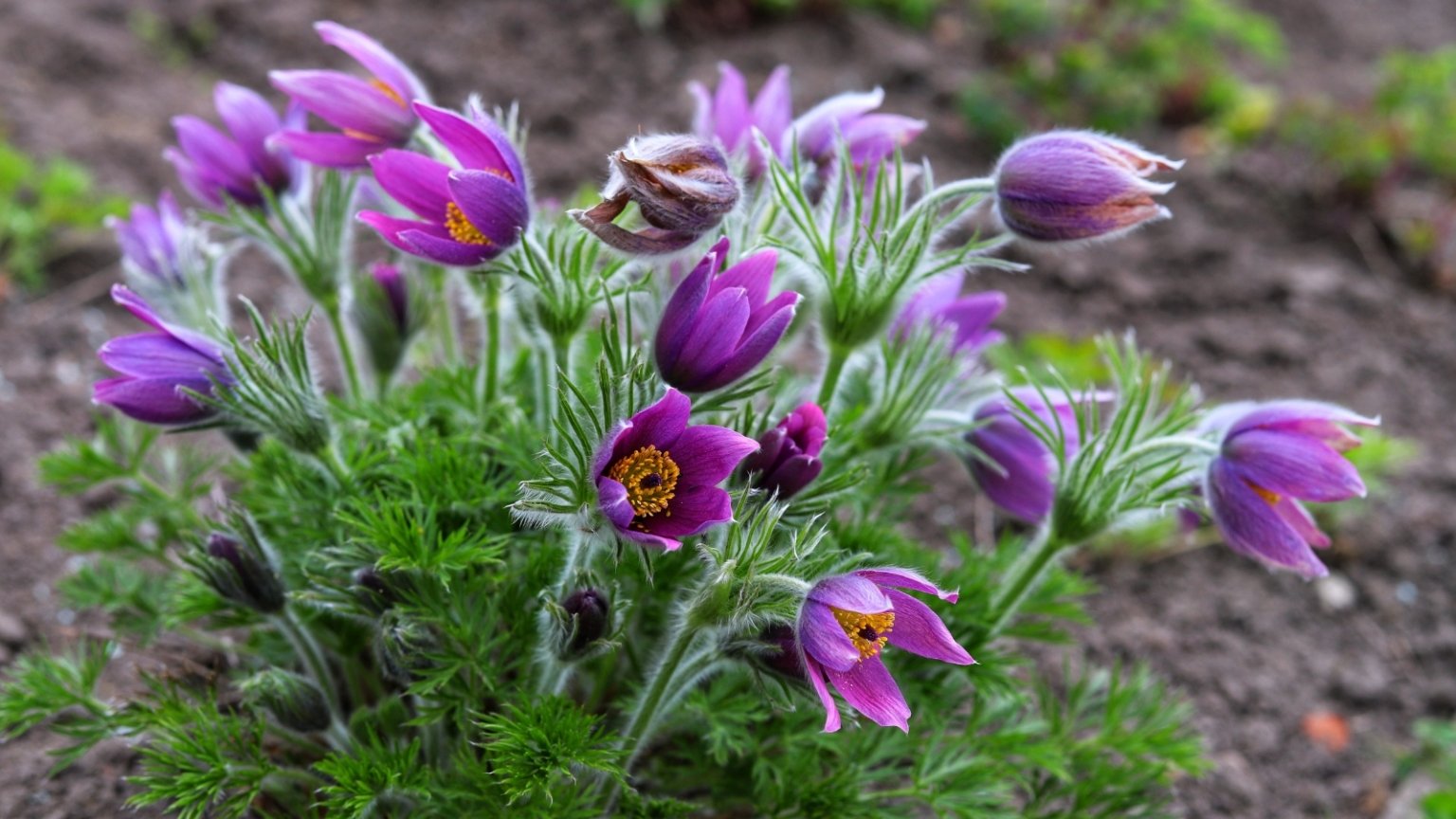 13 Early-Blooming Plants to Wake Up Your Spring Garden - Epic Gardening