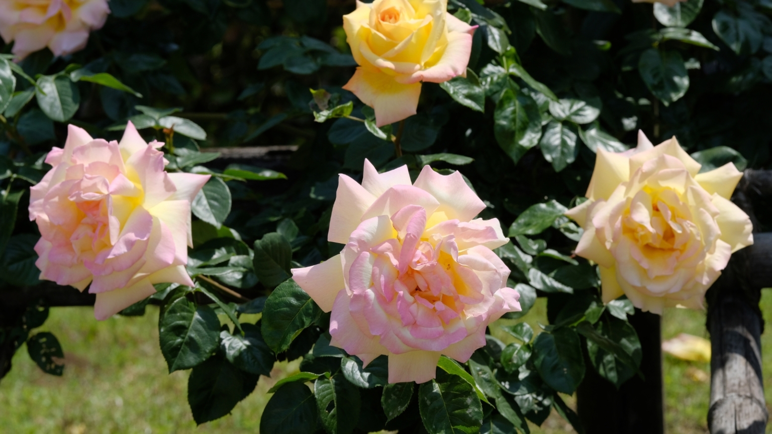 17 Collector-Favorite Roses to Order In February