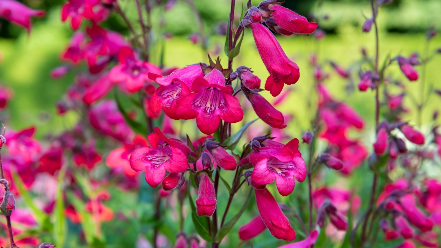 No-Fail Winter Sowing: 15 Easy Seeds to Try