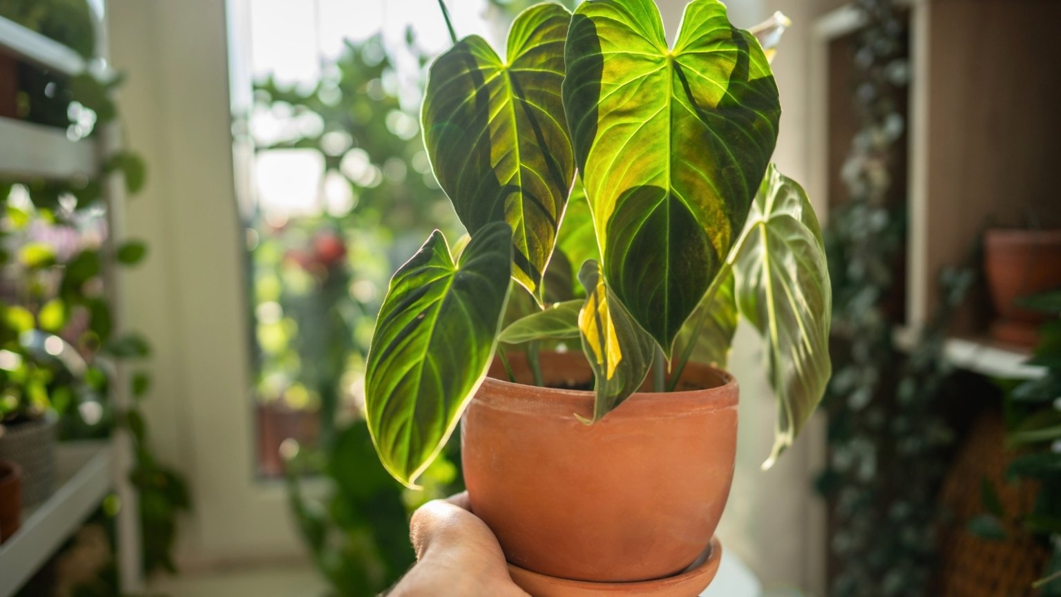 15 Houseplants That Love High Humidity