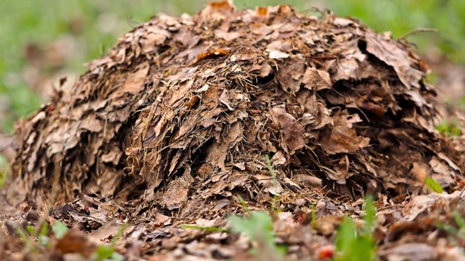 How to Make and Use Leaf Mold