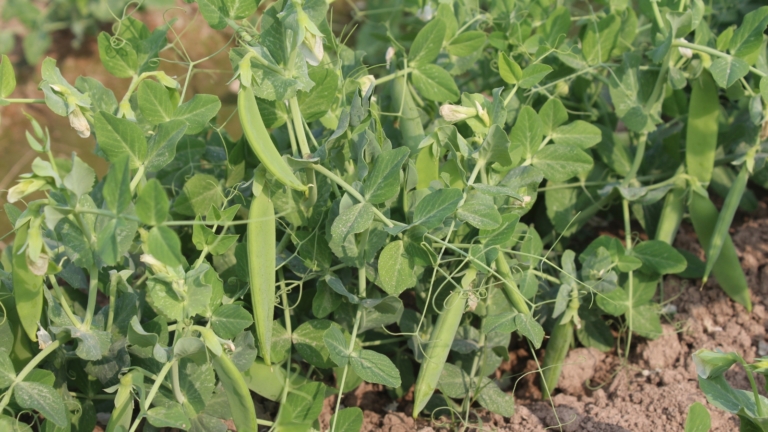 How to Plant, Grow, and Care for Snow Peas