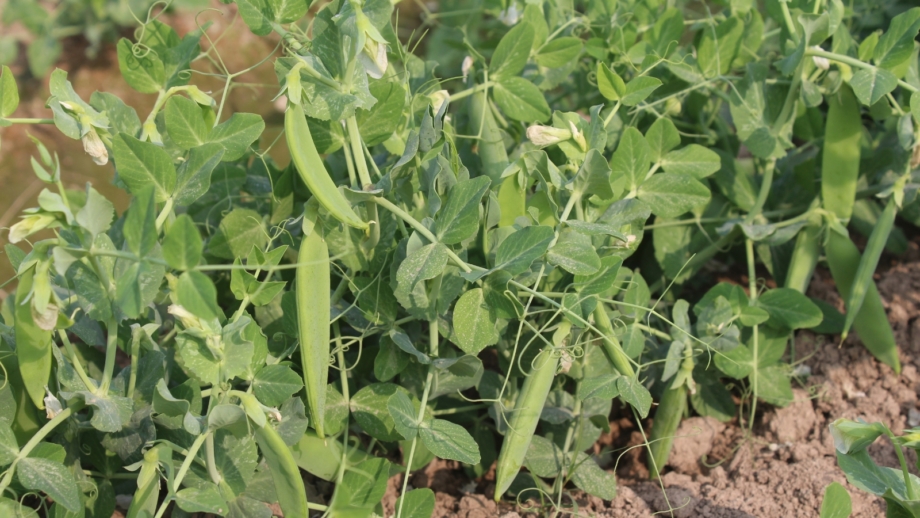 How to Plant, Grow, and Care for Snow Peas
