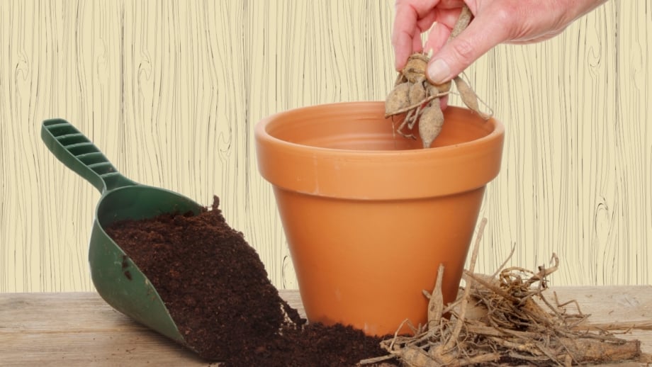 When and How to Pot Up Your Dahlia Tubers