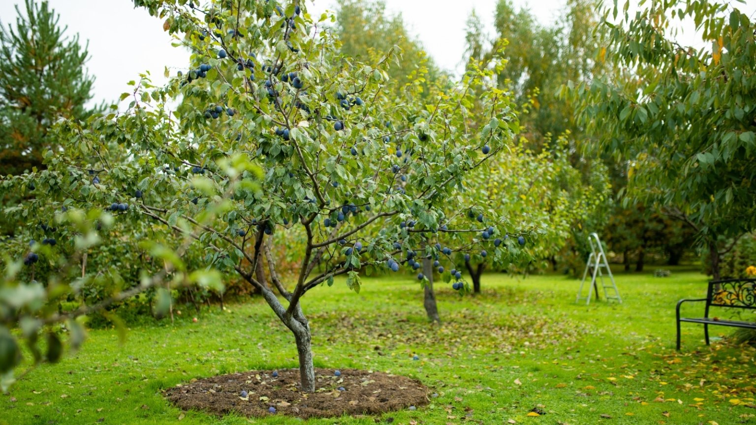 7 Ways to Protect Fruit Trees From Freezing Temperatures