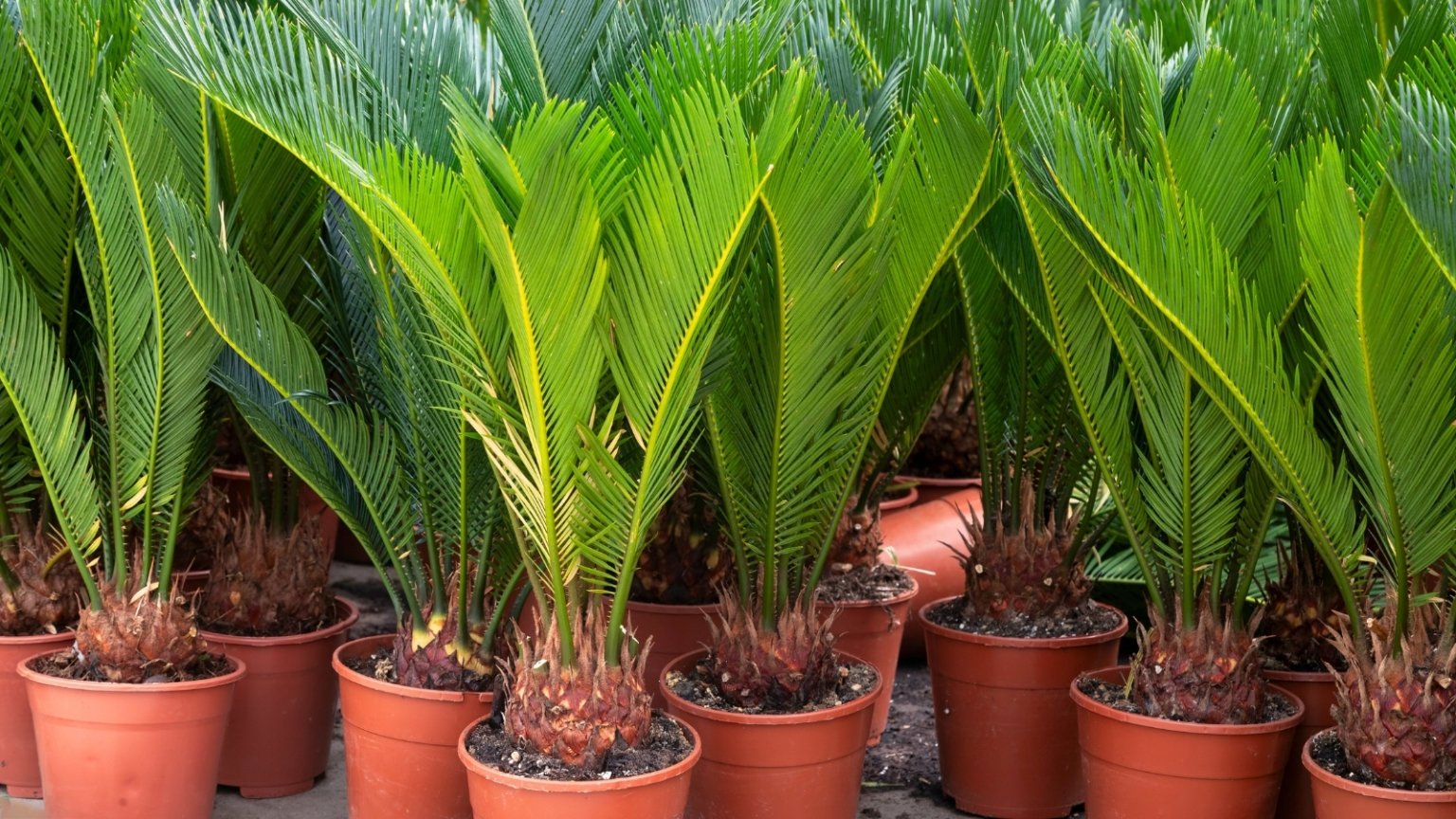 How to Grow and Care For Sago Palm Trees