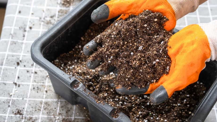How to Plant, Grow, and Care for Rubber Plant