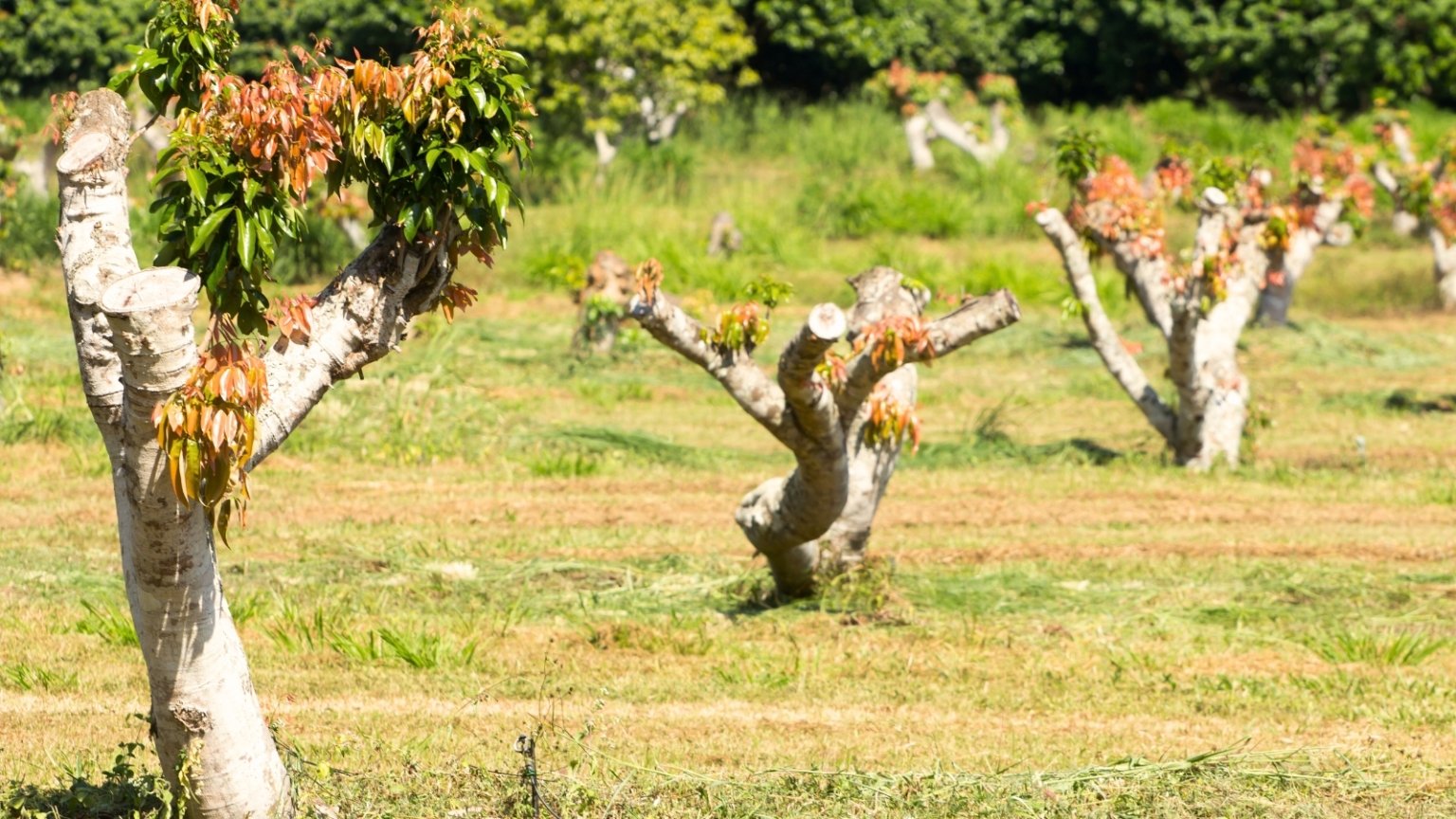 How to Plant, Grow, and Care for Lychee Trees