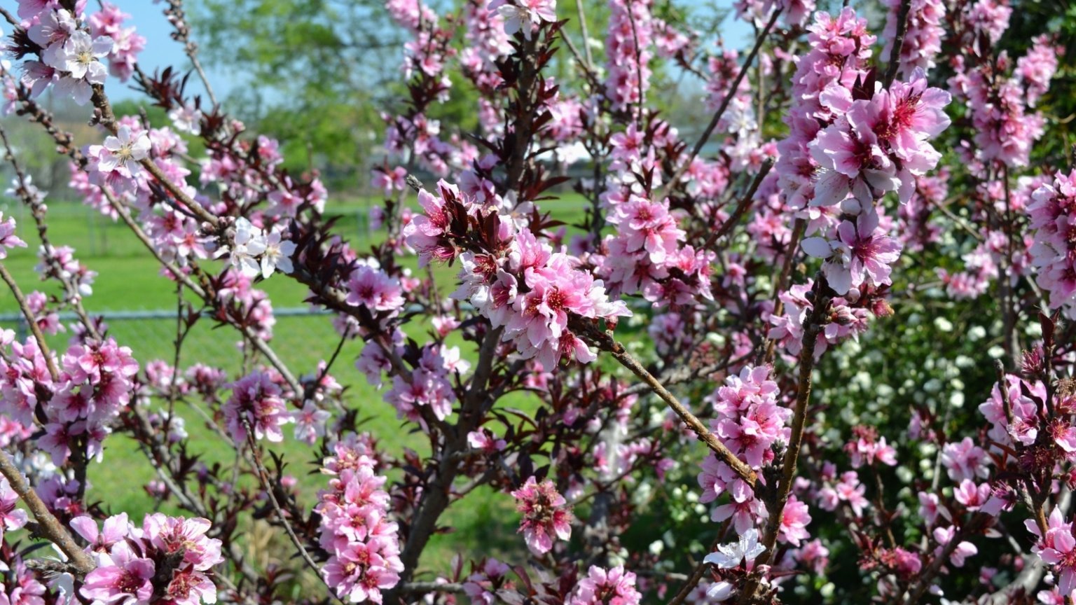 17 Best Trees You Can Grow in Containers