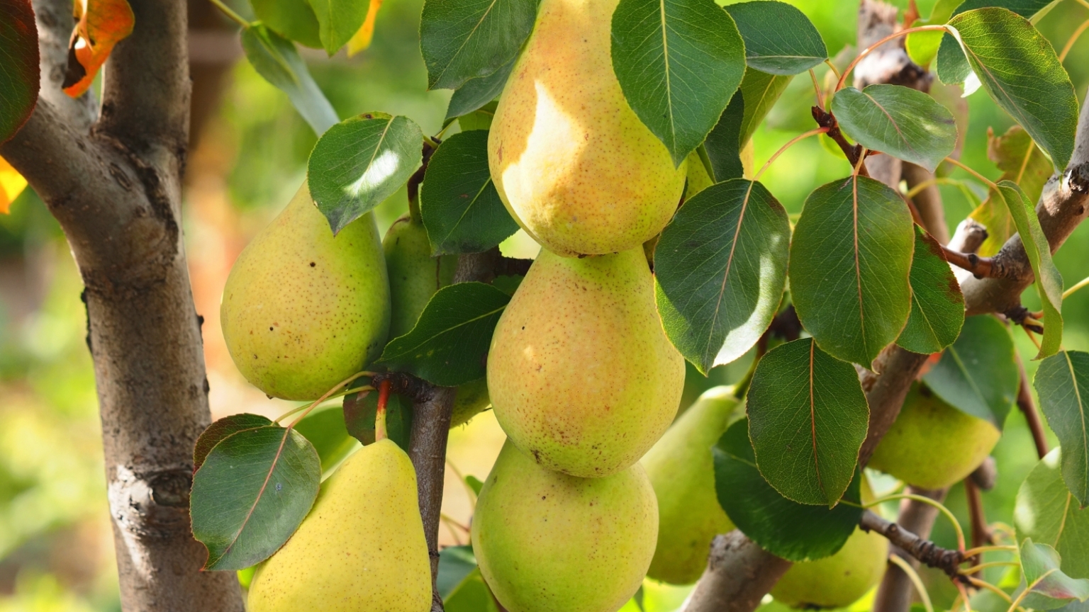 17 Trees and Shrubs You Should Prune in January
