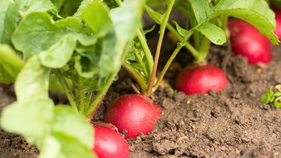 13 Vegetables to Direct Sow in August for Fall Harvest