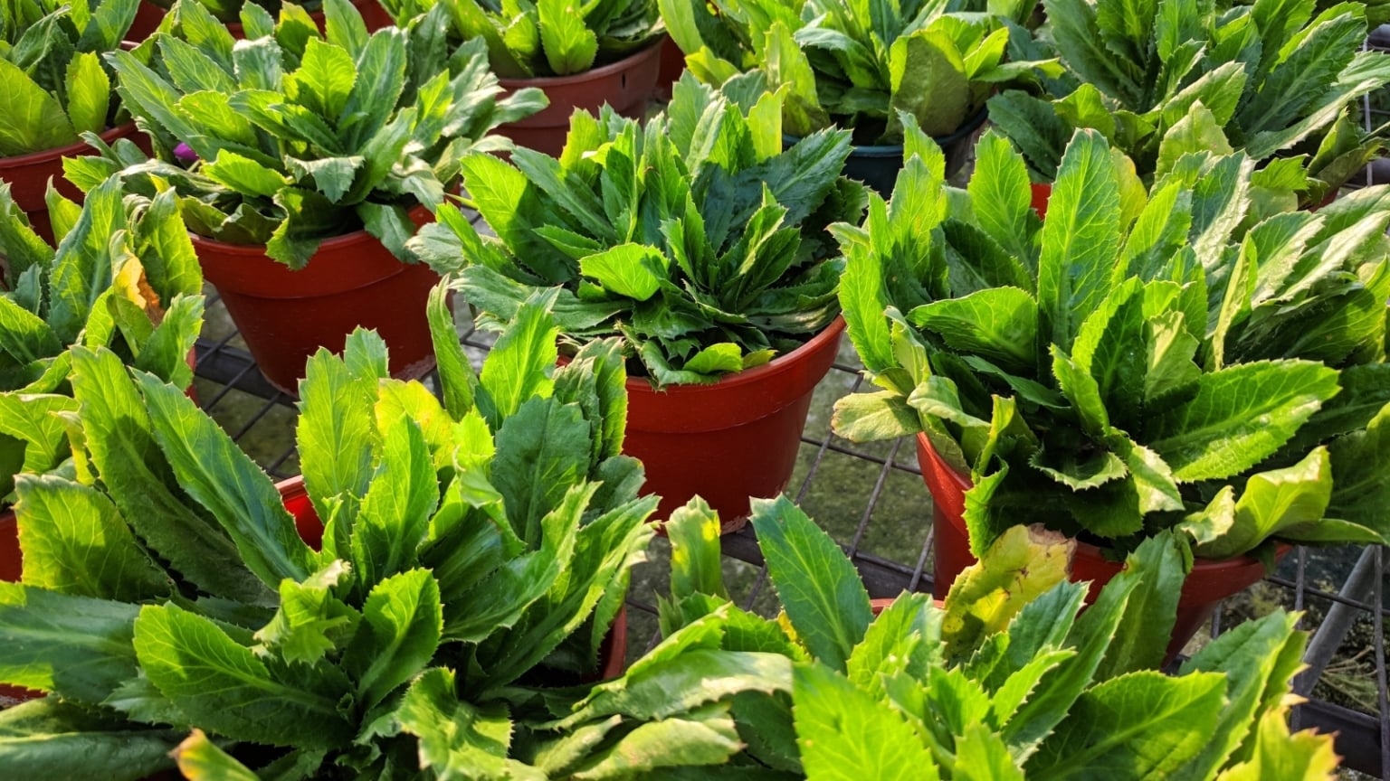How to Plant, Grow, and Care for Culantro