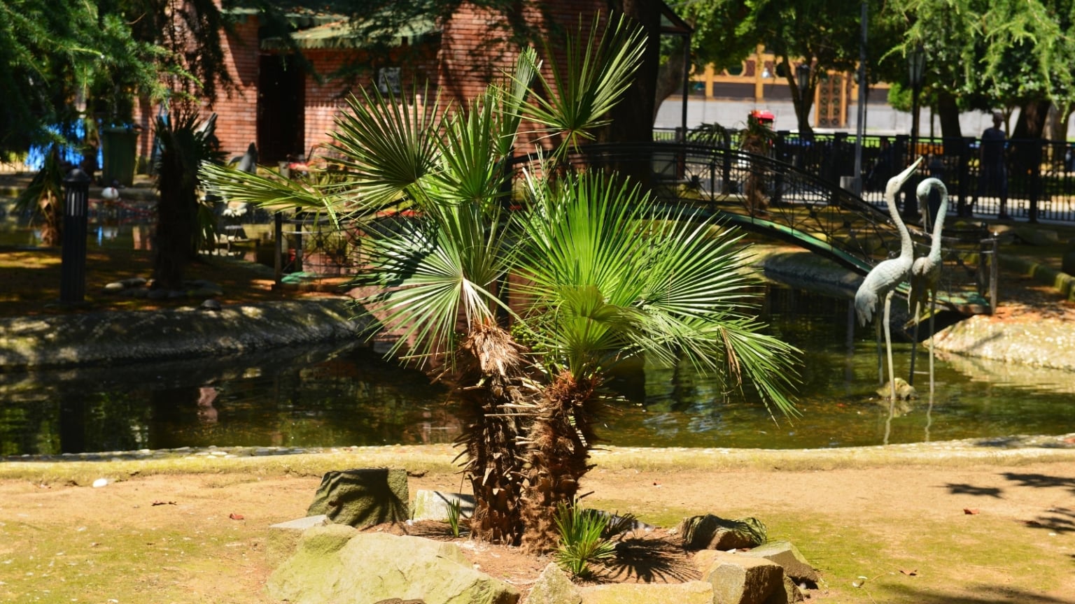 11 Hardy Palm Trees For Your Garden