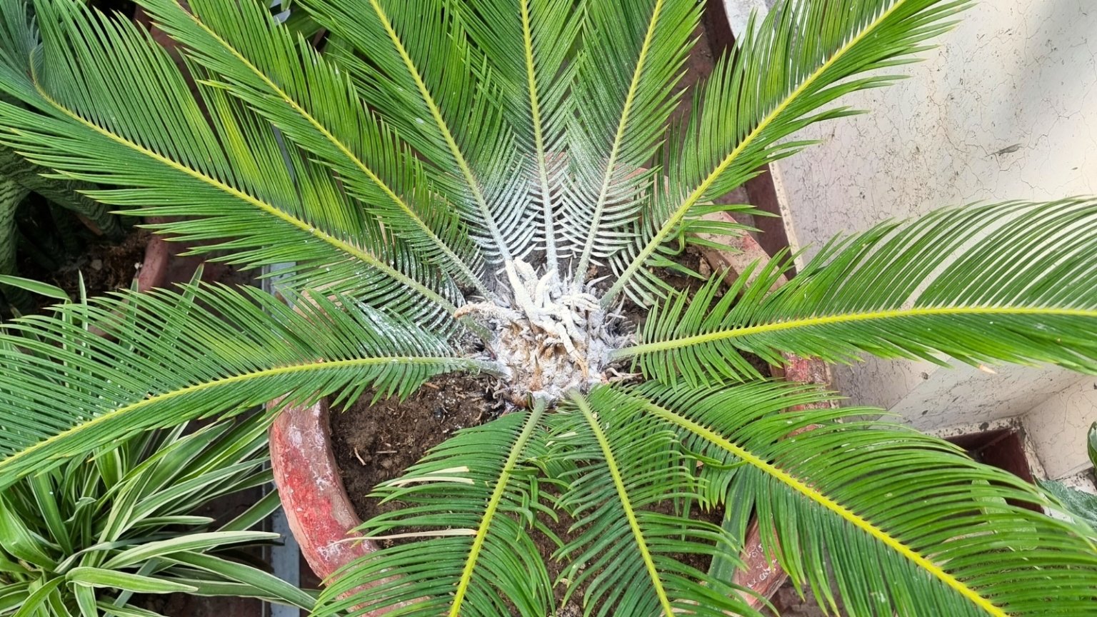 How to Grow and Care For Sago Palm Trees