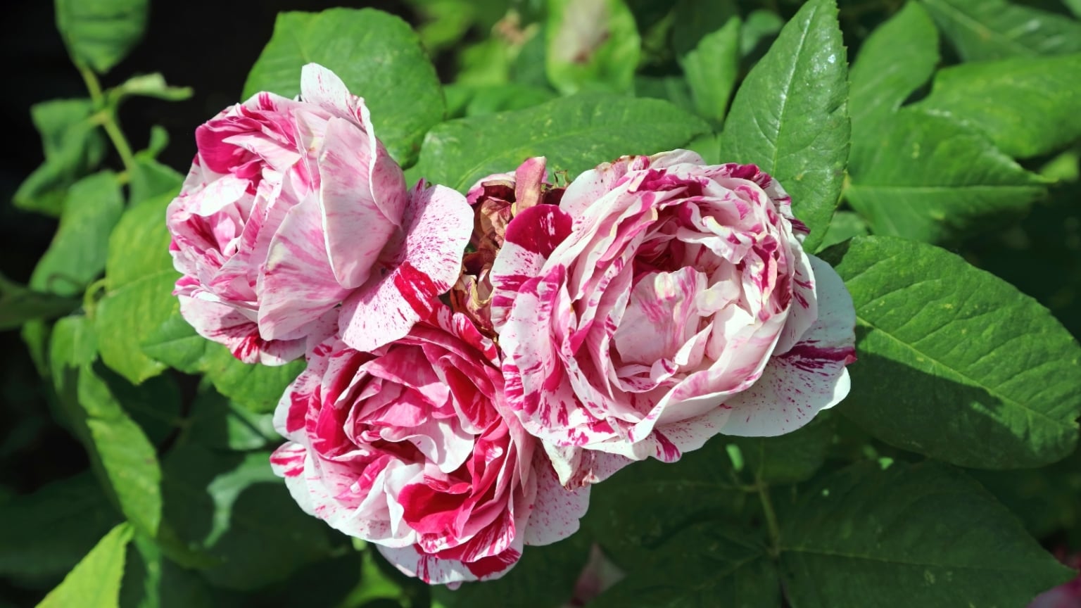 17 Collector-Favorite Roses to Order In February