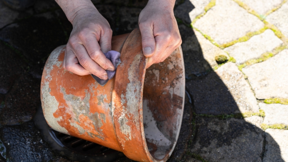 How to Sterilize Your Plant Containers for Seed-Starting
