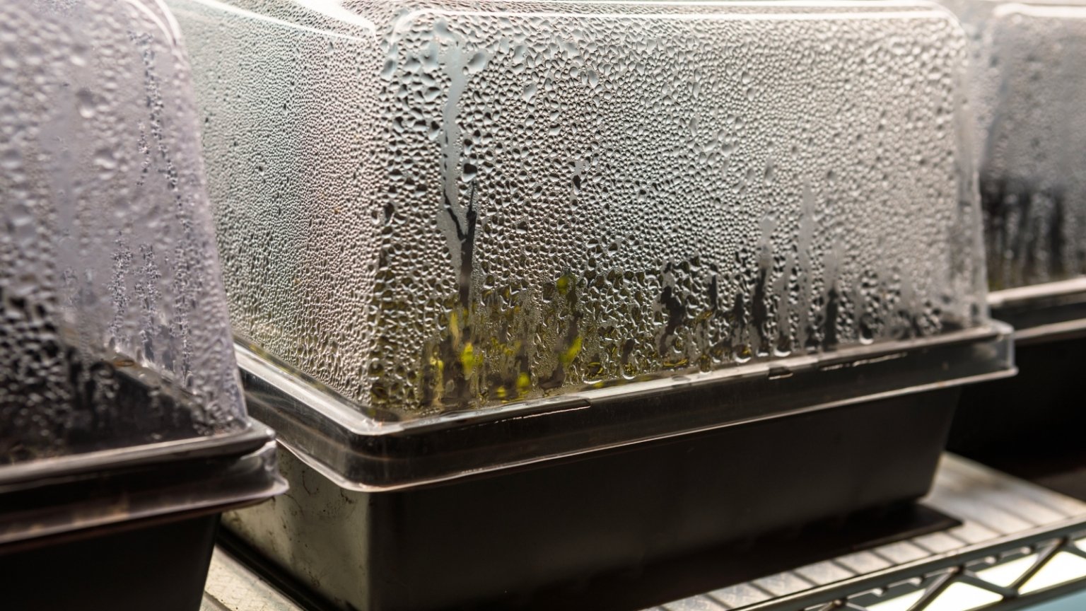 7 Container Types You Can Use to Winter Sow