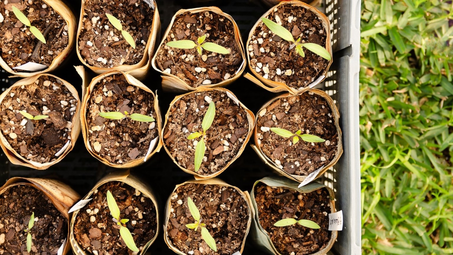 9 Best Containers to Use for Seed-Starting